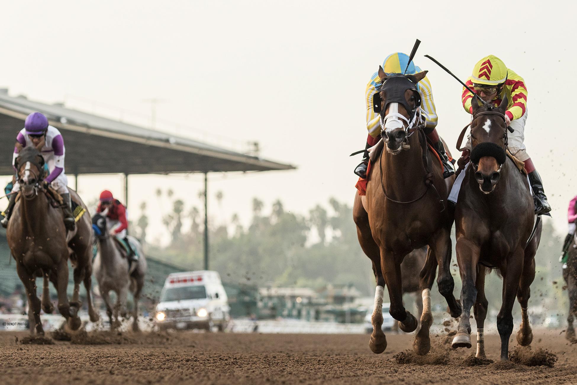Horse Racing Partnerships - Blinkers On Racing Stable