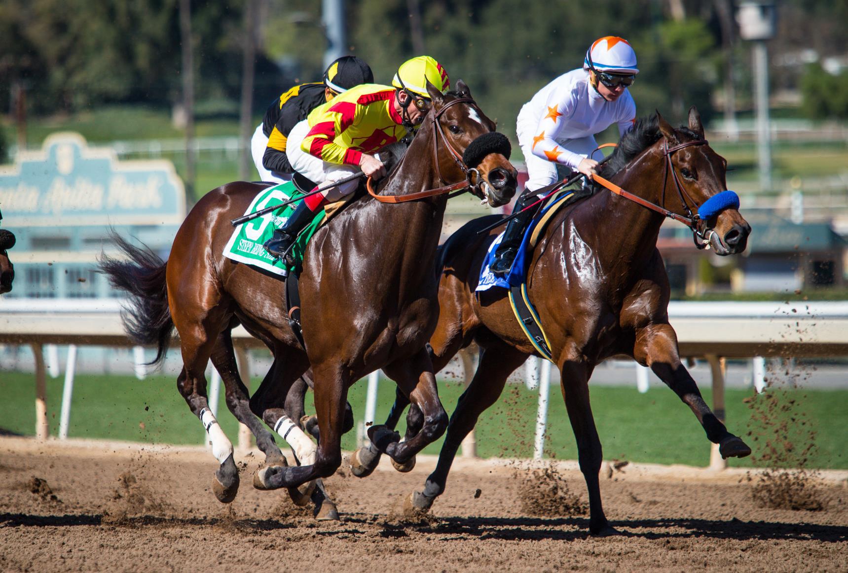 Horse Racing Partnerships - Blinkers On Racing Stable